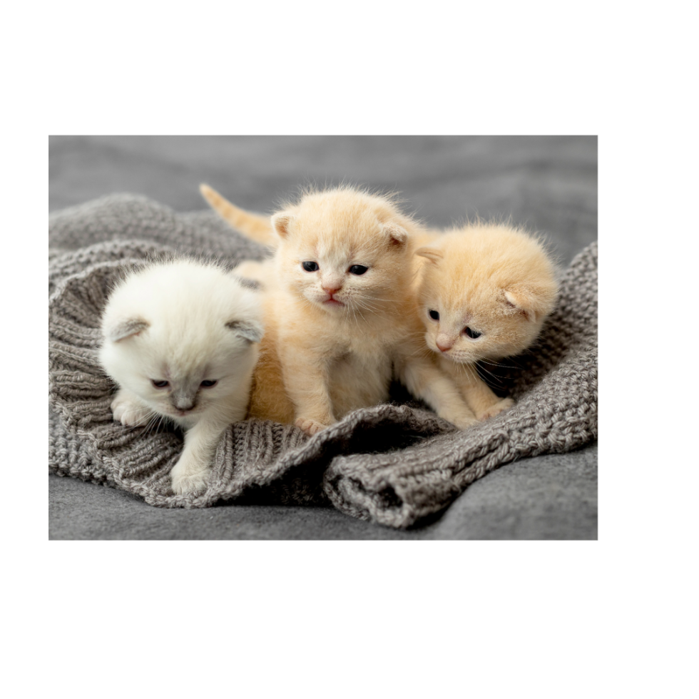 Foster | The Cat House