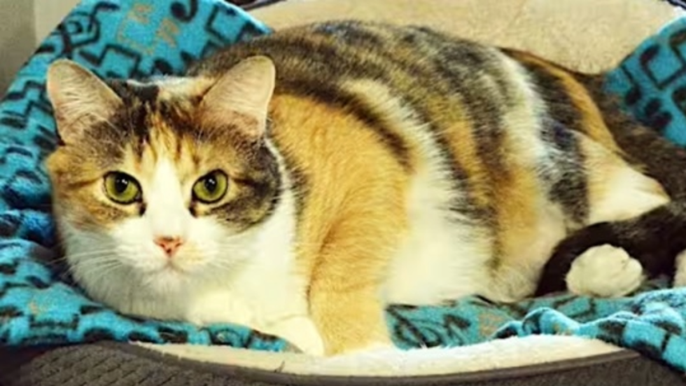 Shay | The Cat House